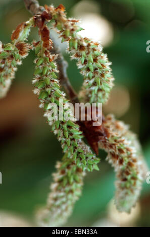 Aspen female flowers, populus tremula Stock Photo - Alamy