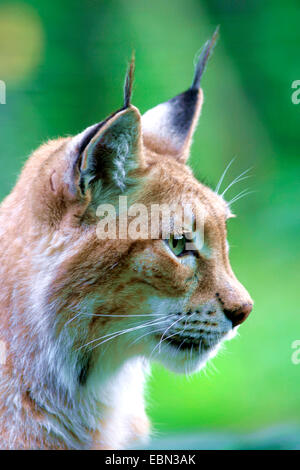 Eurasian Lynx side profile view Stock Photo - Alamy