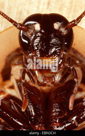 macro closeup of death's head cockroaches, popular insect specie from ...