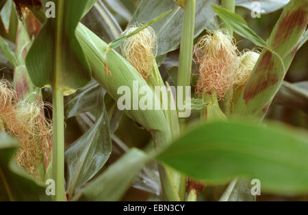 Blooming grass ear close up detail, blurry landscape background. High ...