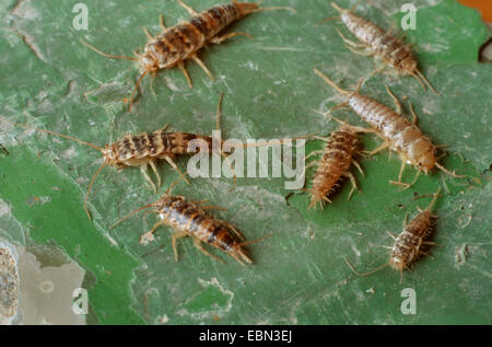 firebrat (Lepismodes inquilinus, Thermobia domestica Stock Photo - Alamy