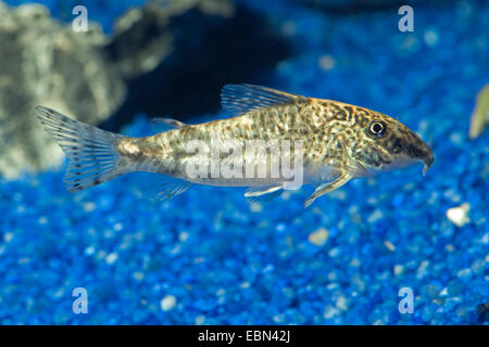 Catfish banded corydoras or bearded catfish Aquarium Fish Corydoras ...