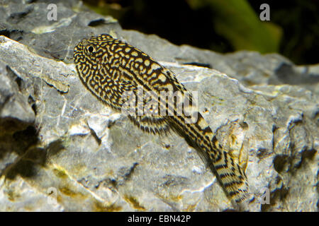 Gold Ring Butterfly Sucker, Reticulated Hillstream Loach, Tiger ...