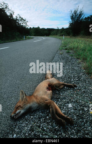 red fox (Vulpes vulpes), roadkill Stock Photo - Alamy