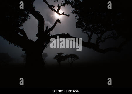 Azorean laurel, Azorian laurel (Laurus azorica, Laurus canariensis ...