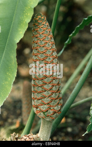 Close up of a male cone of stangeria eriopus, a South African cycad ...