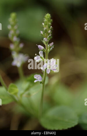 Common speedwell, Heath speedwell, Gypsy-weed (Veronica officinalis ...