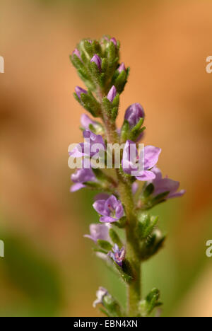 Common speedwell, Heath speedwell, Gypsy-weed (Veronica officinalis ...