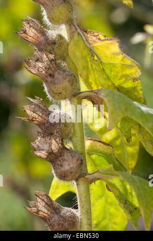 Black Henbane (Hyoscyamus niger), fruit and seeds, studio picture Stock ...