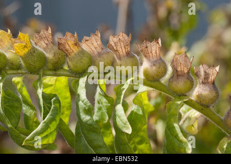 Black Henbane (Hyoscyamus niger), fruit and seeds, studio picture Stock ...