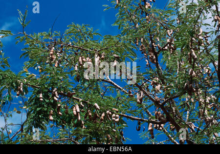 TAMARIND FRUIT Tamarindus indica Leguminosae Fabaceae Tamarindo Tamarin ...