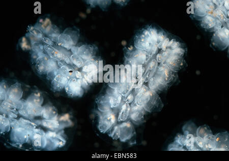 salps (Salpida), in deep-sea Stock Photo - Alamy