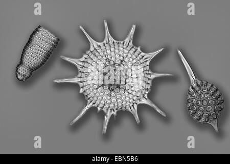 radiolarians (Radiolaria), different radiolarians from Barbados Stock ...