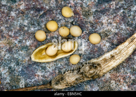 White mustard seeds (Sinapis alba) on dark table. Close-up photo Stock ...