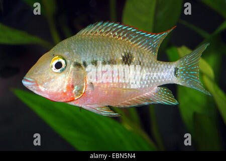 Firemouth Cichlid or Firemouth Meeki, thorichthys meeki, Aquarium Fish ...