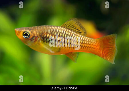 variegated platy, variatus swordtail, variable platyfish (Xiphophorus ...