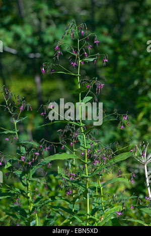 Purple lettuce flowers (Prenanthes purpurea) in alpine woodland, late ...