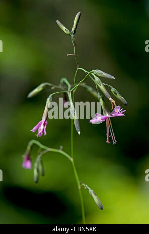 Purple lettuce flowers (Prenanthes purpurea) in alpine woodland, late ...