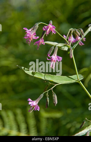 Purple lettuce flowers (Prenanthes purpurea) in alpine woodland, late ...