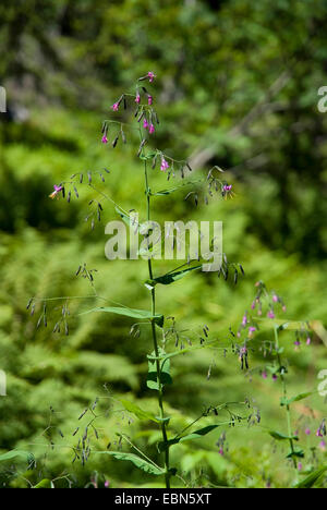Purple lettuce flowers (Prenanthes purpurea) in alpine woodland, late ...