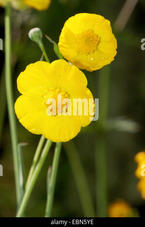 Grass-leaved Buttercup (Ranunculus gramineus) Plantae Stock Photo - Alamy