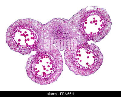 lily (Lilium spec.), cross section of the stamen of an lily with cell ...