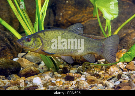 tench (Tinca tinca), female, Germany Stock Photo - Alamy