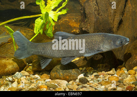 Black carp (Mylopharyngodon piceus), swimming Stock Photo - Alamy
