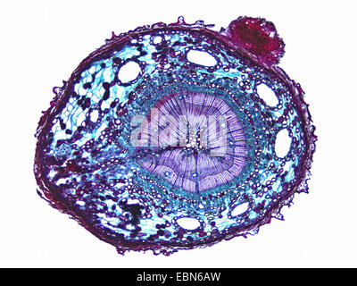 Pine mature wood cross section. Light microscope slide with ...