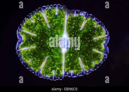 Micrasterias (Micrasterias spec.), in darkfield Stock Photo - Alamy