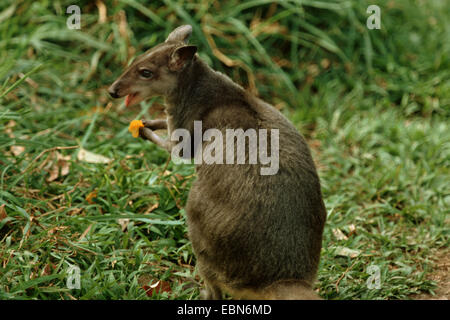 brown dorcopsis (Dorcopsis muelleri), sitting in meadow Stock Photo - Alamy