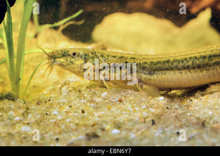 Japanese weatherfish (Misgurnus anguillicaudatus), female, portrait ...