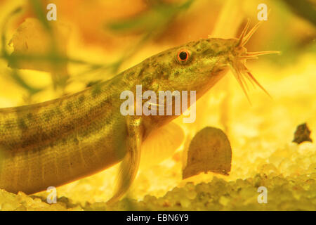 Japanese weatherfish (Misgurnus anguillicaudatus), male 150 mm, orange ...