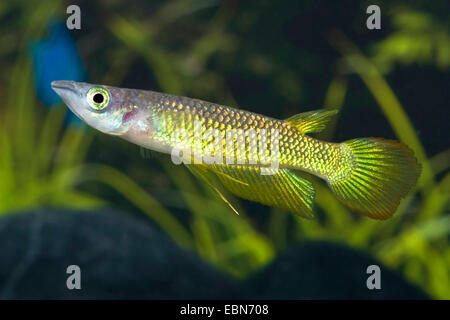 Lined panchax (Aplocheilus lineatus), breed gold Stock Photo - Alamy