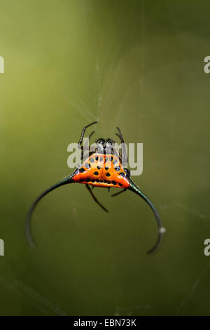 Curved spiny spider (Gasteracantha arcuata Stock Photo: 92124778 - Alamy