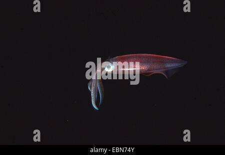 Common Squid - Loligo vulgaris Stock Photo - Alamy