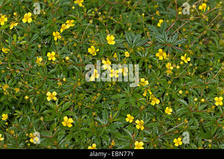 Common tormentil, Blootroot, Shepherd`s Knot (Potentilla erecta ...