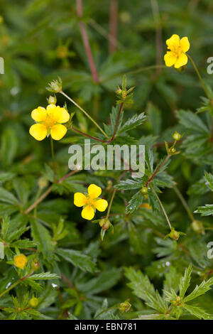 Common tormentil, Blootroot, Shepherd`s Knot (Potentilla erecta), leaf ...