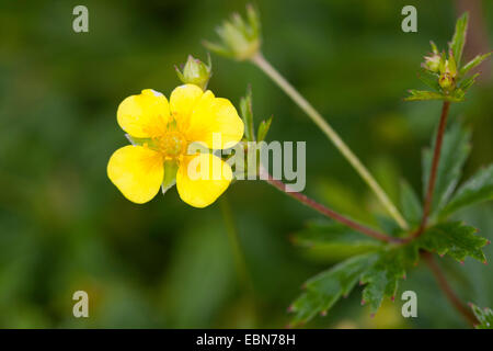 Common tormentil, Blootroot, Shepherd`s Knot (Potentilla erecta), leaf ...