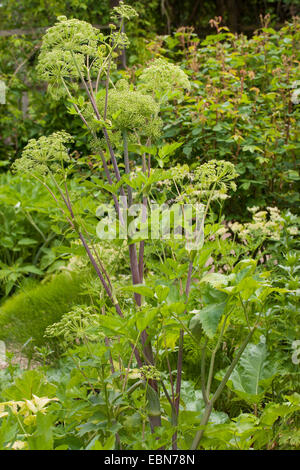 Garden angelica (Angelica archangelica), blooming, Germany Stock Photo ...