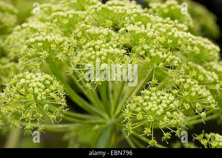 Garden angelica (Angelica archangelica), inflorescence, Germany Stock ...