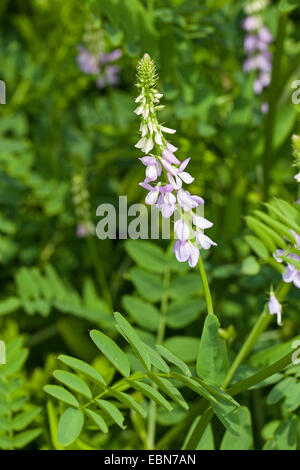 Medicinal plant Goats Rue Fabaceae Galega officinalis Europe Middle ...