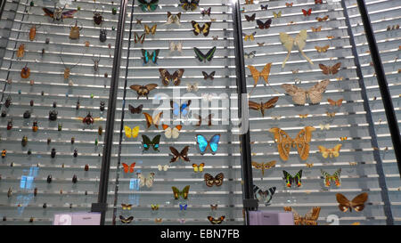 Butterflies museum display case butterfly displayed beauty bug diurnal ...