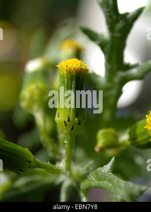 View of a common groundsel plant in bloom, in a farm in the eastern ...