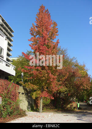 Liquidambar styraciflua tree in autumn Stock Photo - Alamy