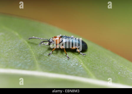 cereal leaf beetle (Lema melanopus, Oulema melanopus), sits on a leaf ...