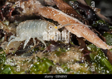 Sand hopper, Sand-hopper, Sandhopper, Greater sandhopper (Talitrus ...