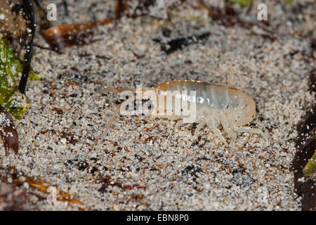 Sand hopper, Sand-hopper, Sandhopper, Greater sandhopper (Talitrus ...