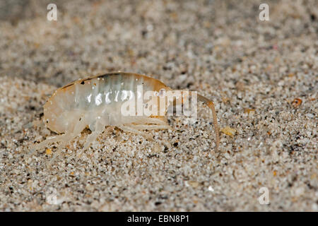 Sand hopper, Sand-hopper, Sandhopper, Greater sandhopper (Talitrus ...