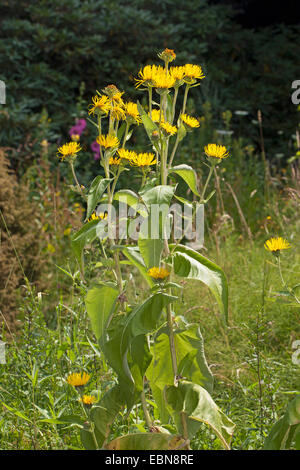 Elecampane flowers blooming, Inula helenium, with green leaves ...